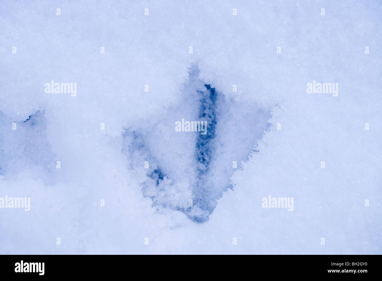 Geese footprints hi-res stock photography and images - Alamy