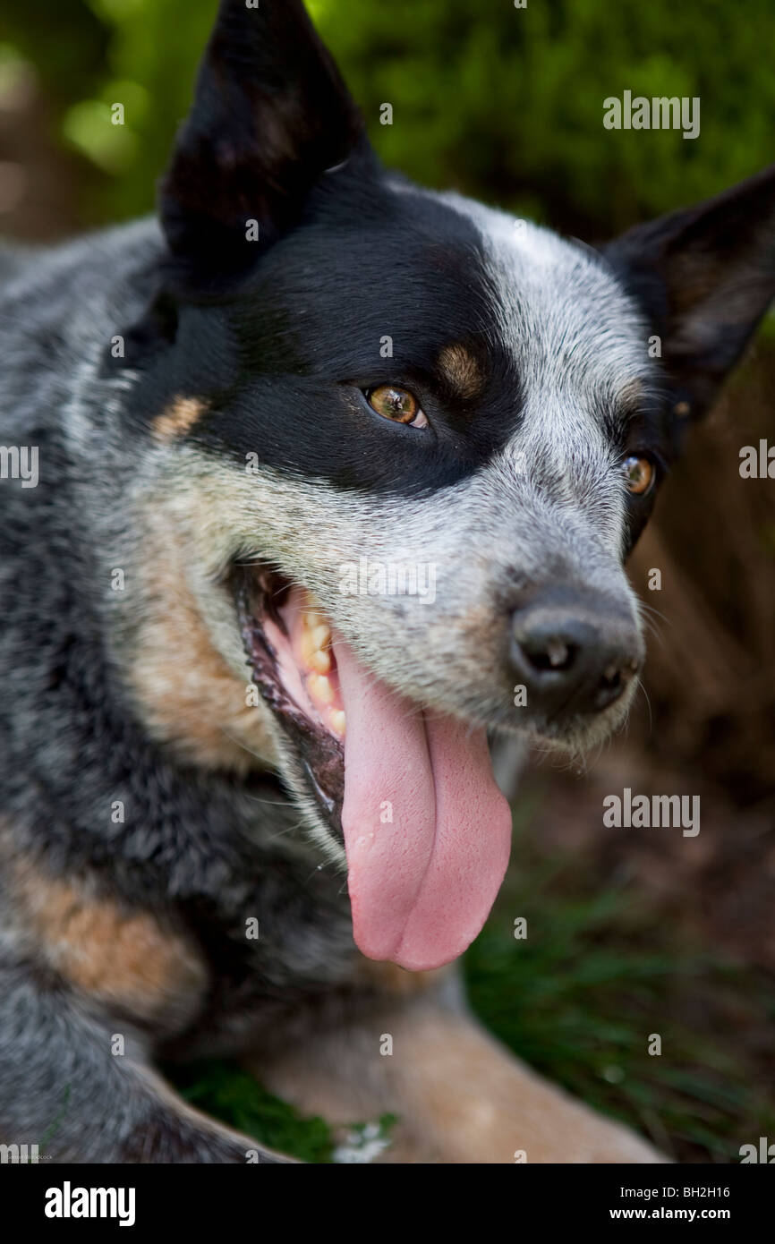 Blue Heeler Australian Cattle dog Stock Photo - Alamy