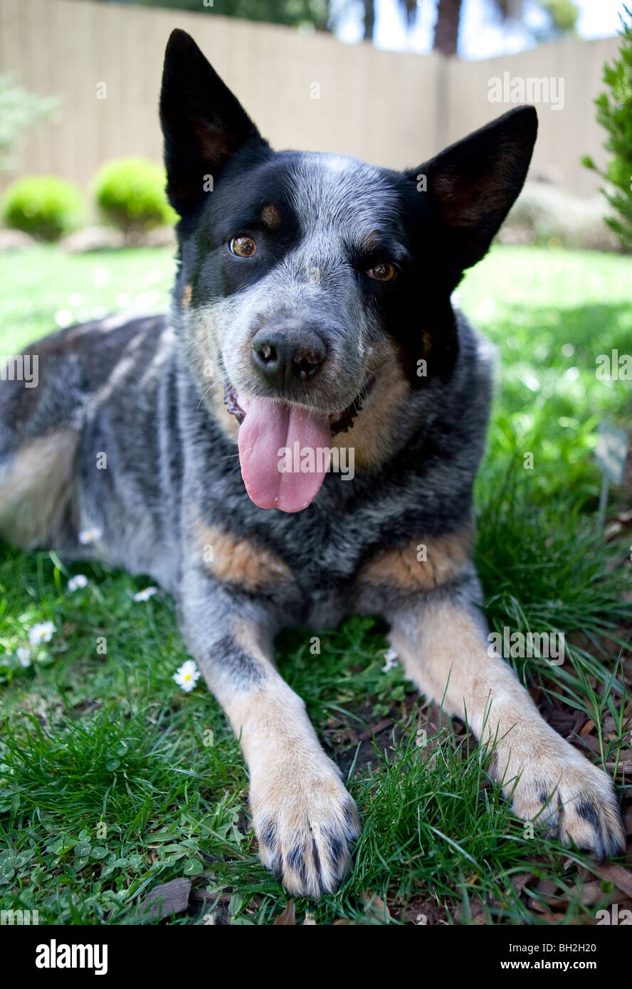 Blue Heeler Australian Cattle dog Stock Photo - Alamy