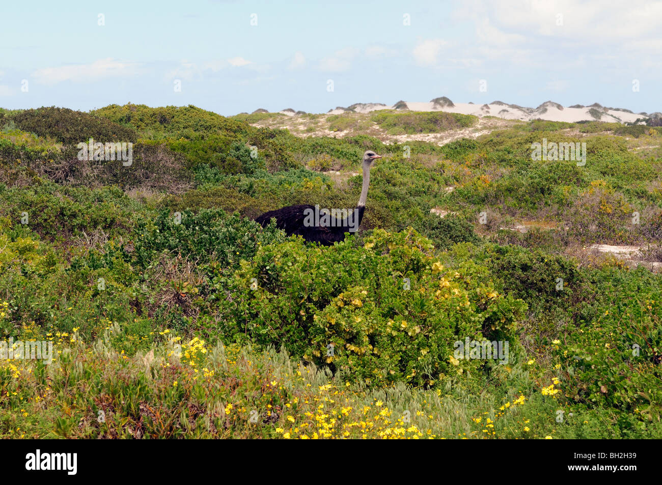 pstrich and spring wildflowers postberg section Langebaan lagoon West ...