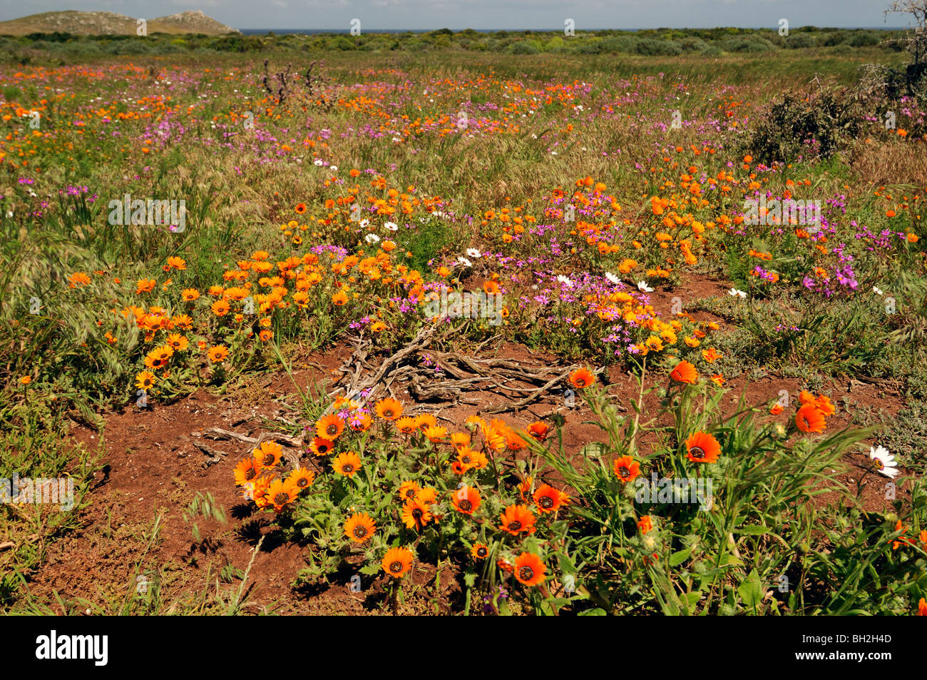 spring wildflowers postberg section Langebaan lagoon West Coast ...