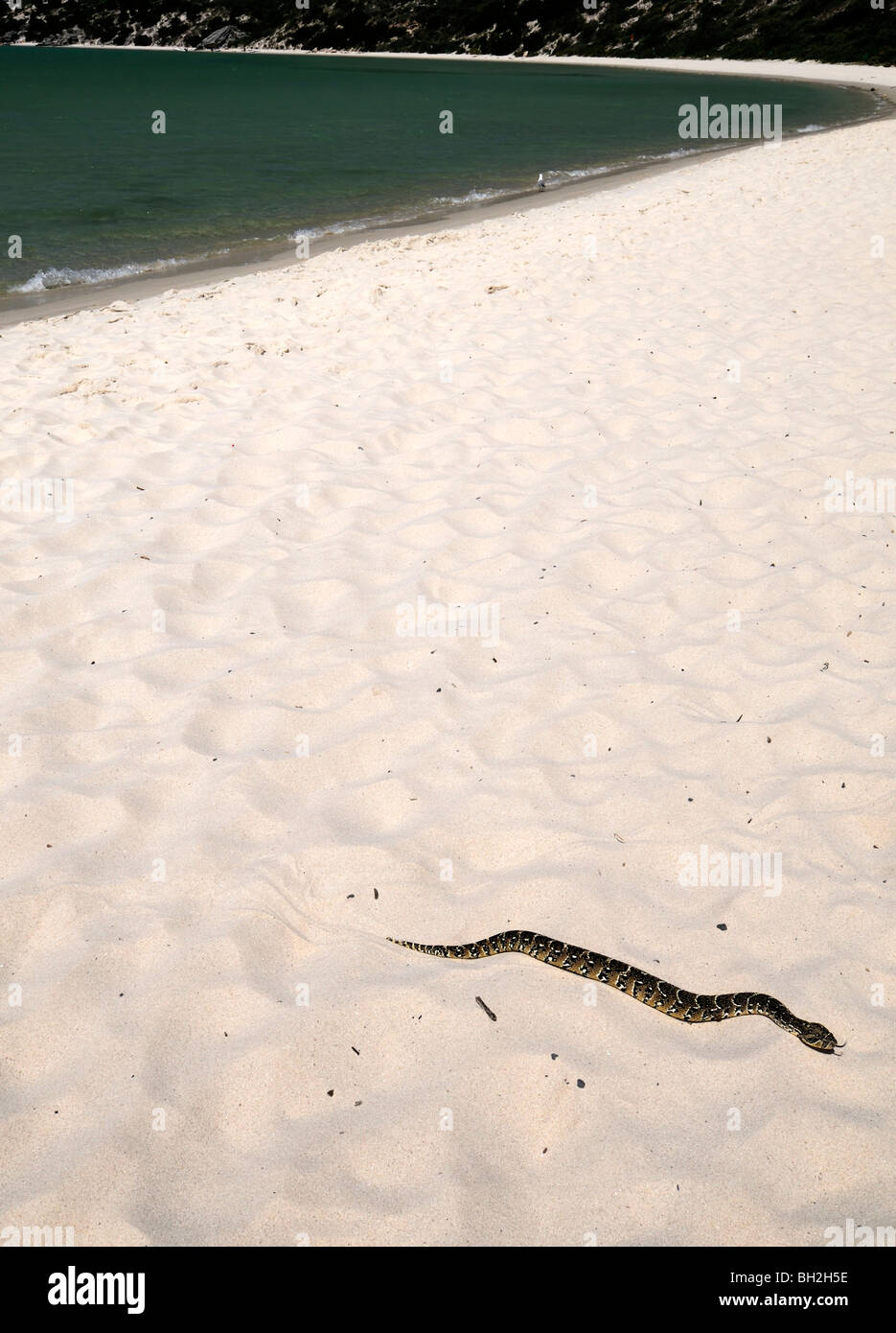adder snake on sand sandy beach Langebaan lagoon West Coast National ...