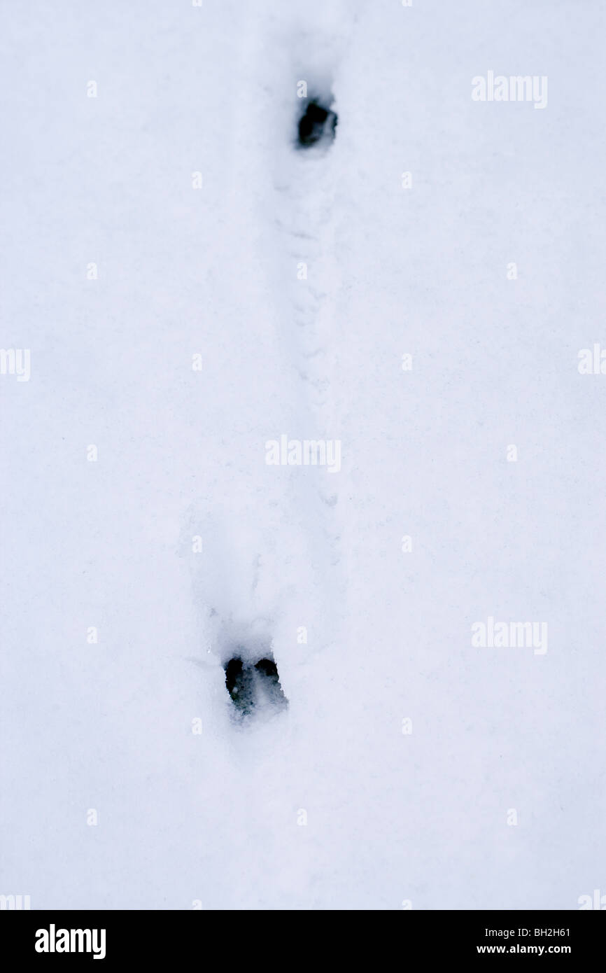 Muntjac hoof print muntiacus reevesi hi-res stock photography and ...