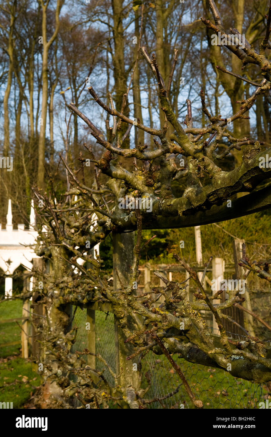 Trained espaliered fruit trees at the Painswick Rococo Garden in The ...