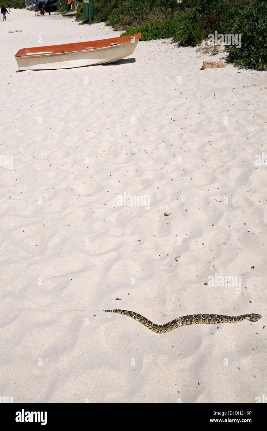 adder snake on beach danger dangerous Langebaan lagoon West Coast ...