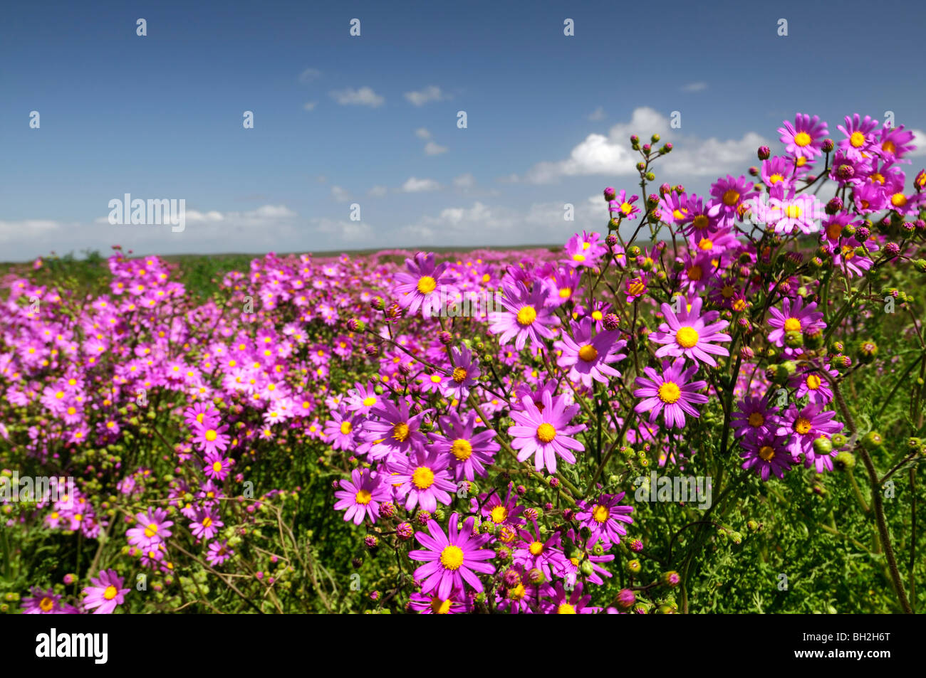 purple aster spring wildflowers postberg section Langebaan lagoon West ...