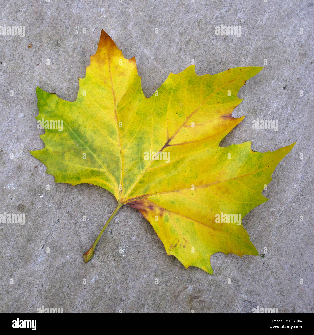 Golden leaf colour hi-res stock photography and images - Alamy