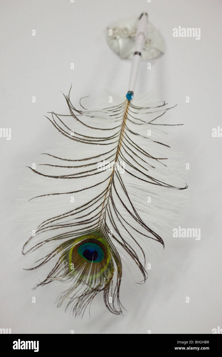 Peacock quill hi-res stock photography and images - Alamy