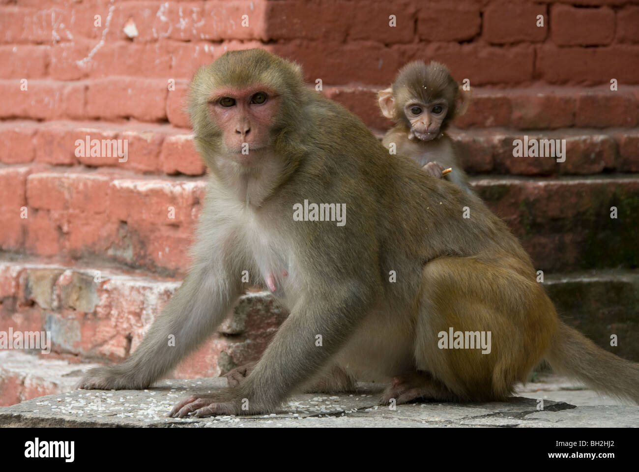 Holy monkeys, mother and child, at Swayambhunath Bhuddist Temple ...