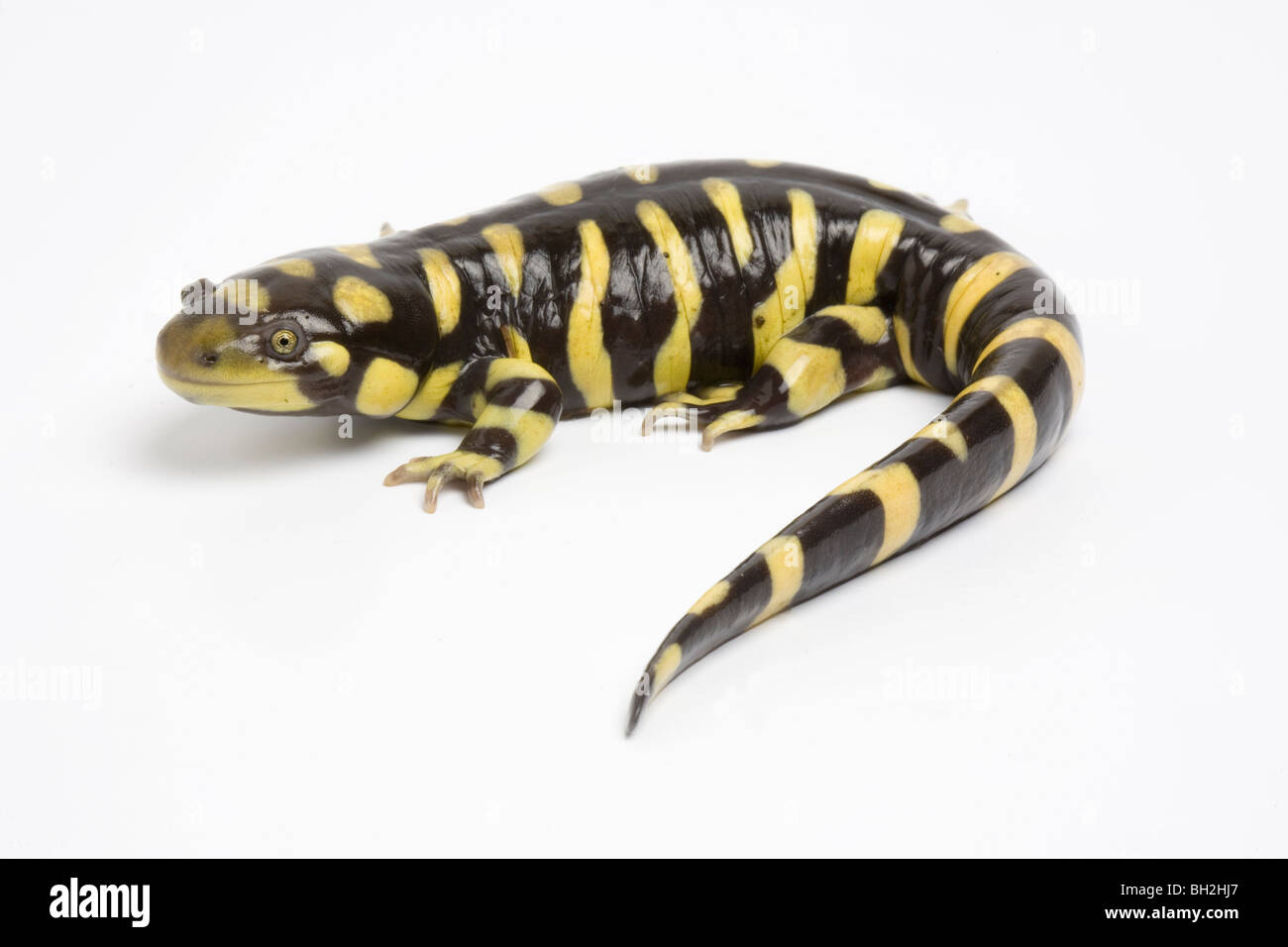 American Salamander High Resolution Stock Photography and Images - Alamy