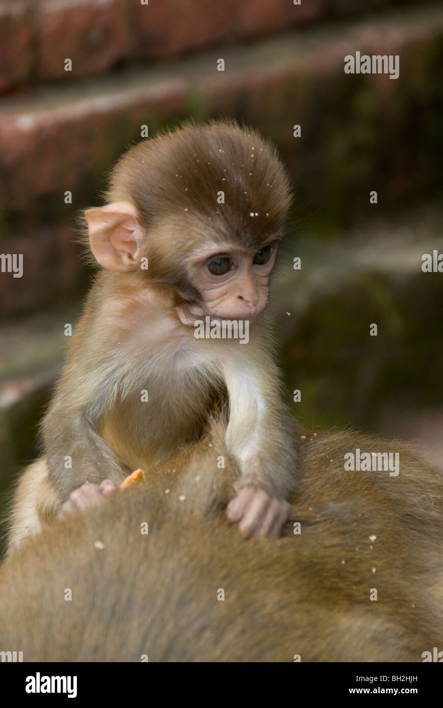 Holy monkey bhuddist temple bhuddism hi-res stock photography and ...