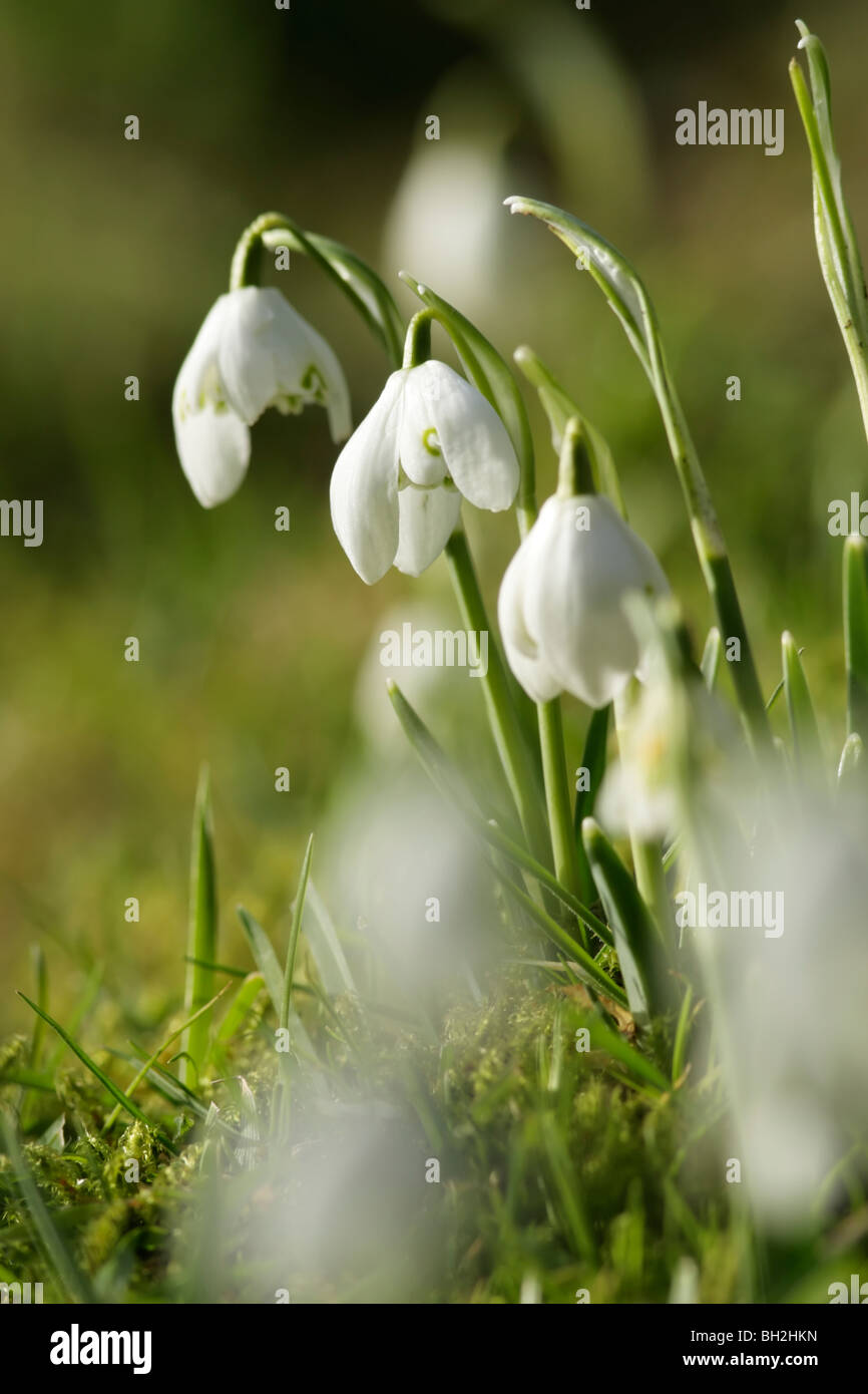 A small display of dazzling white snowdrops (Galanthus nivalis Stock ...