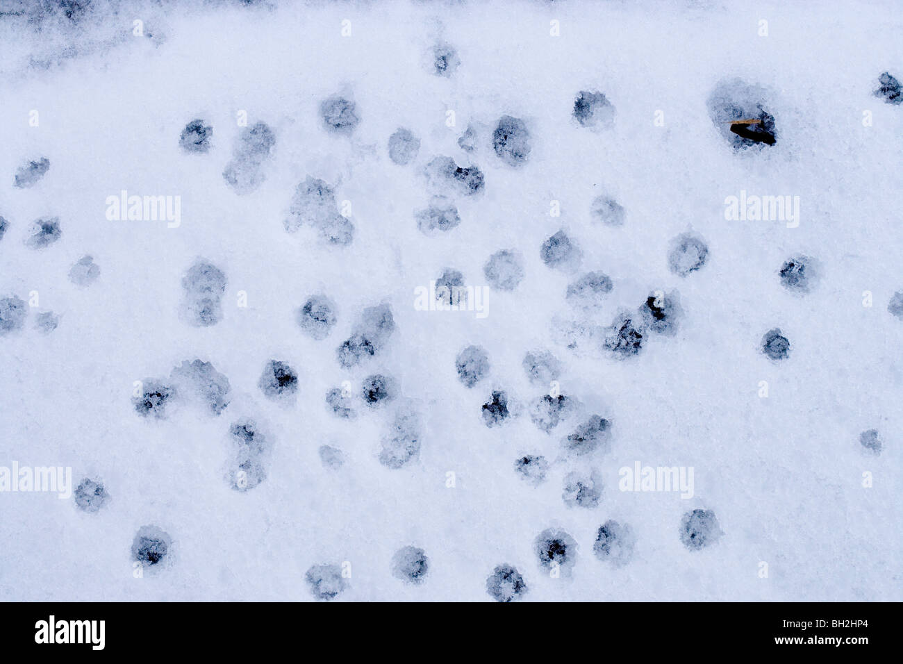 Drops of melted snow hi-res stock photography and images - Alamy