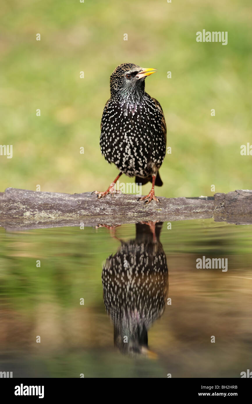 Female starling uk hi-res stock photography and images - Alamy