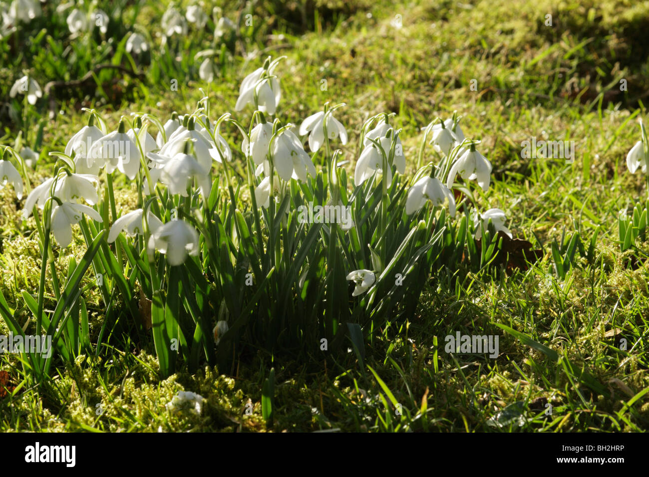 a drift of backlit snowdrops Stock Photo - Alamy