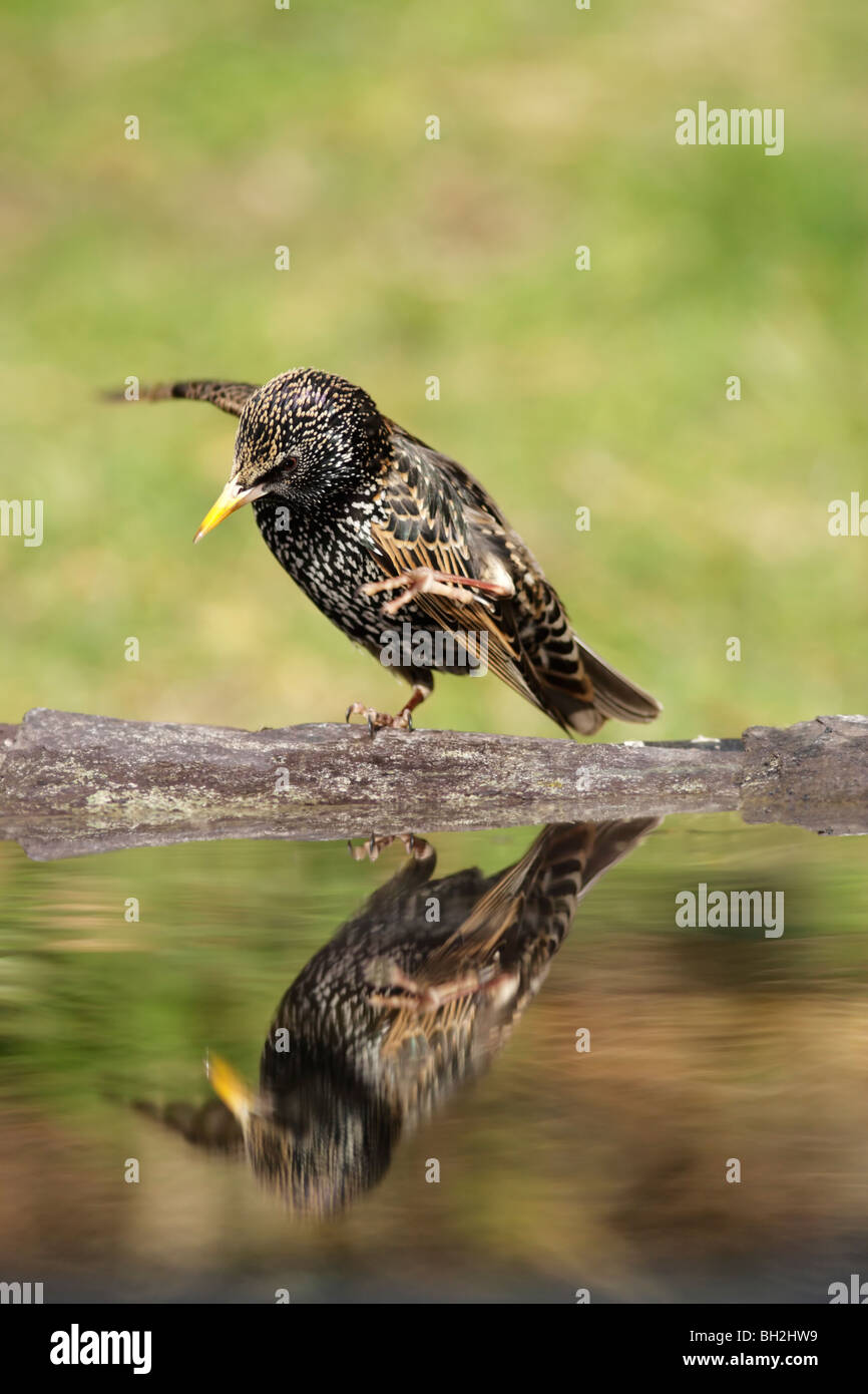 Starling (Sturnus vulgaris) female preening at edge of a small pond ...