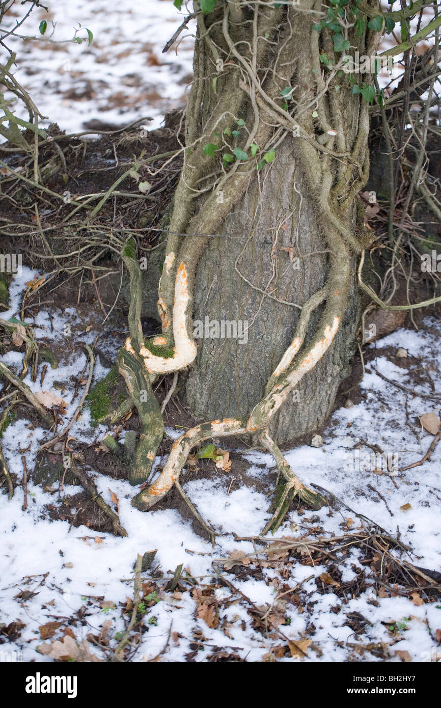 Ivy ( Hedera helix), bark gnawed by rabbits ( Oryctolagus cuniculus ...