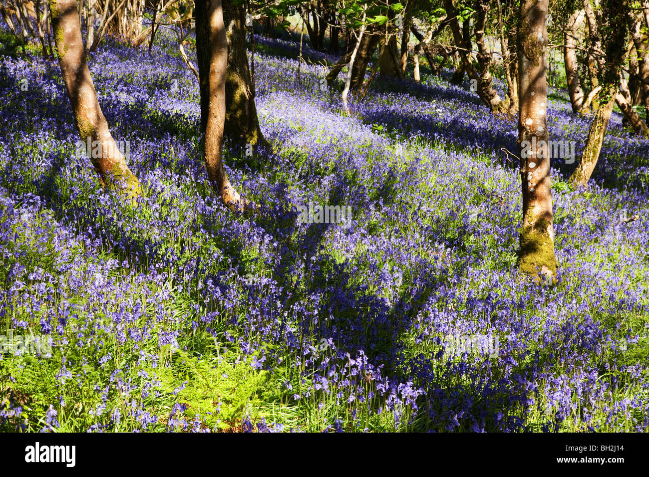 Spring bluebells in a Dorset woodland Stock Photo - Alamy