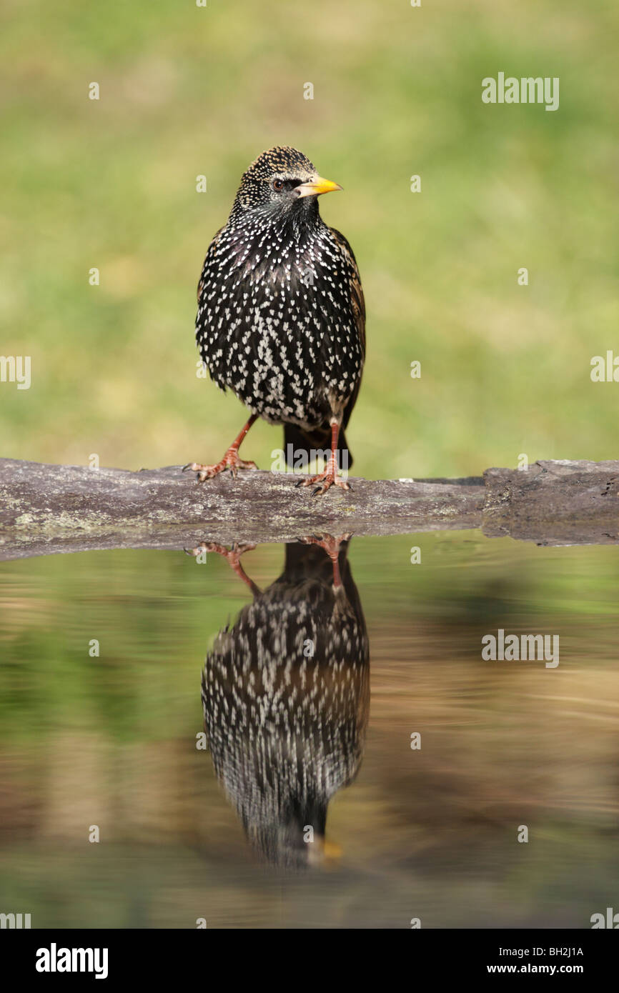 Female starling hi-res stock photography and images - Alamy