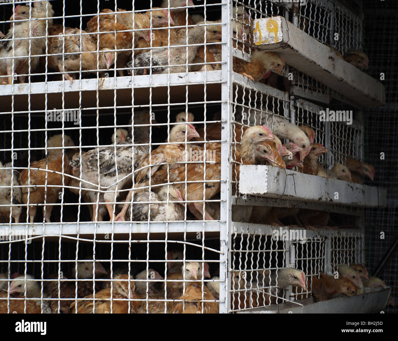 Caged hens lorry hi-res stock photography and images - Alamy