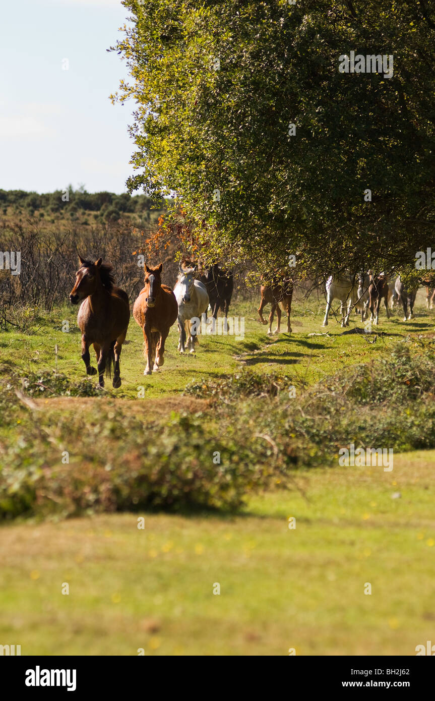 New forest drift hi-res stock photography and images - Alamy