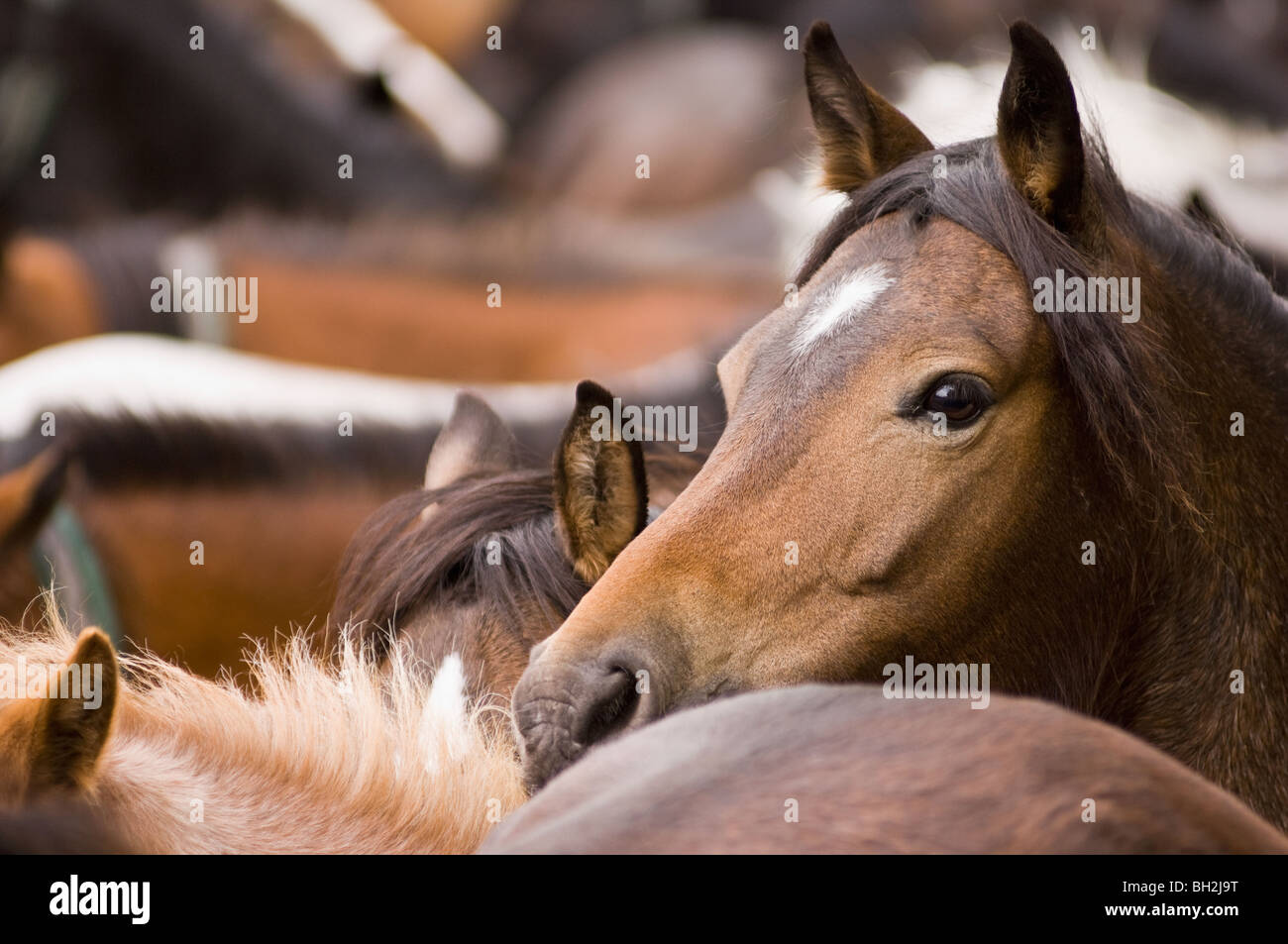 New Forest Pony Round Up Stock Photos & New Forest Pony Round Up Stock ...