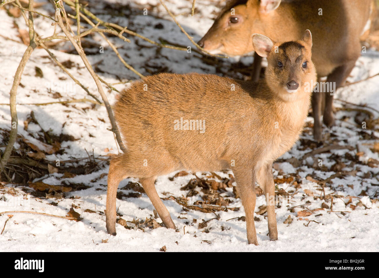 Fawn and doe muntjac deer hi-res stock photography and images - Alamy