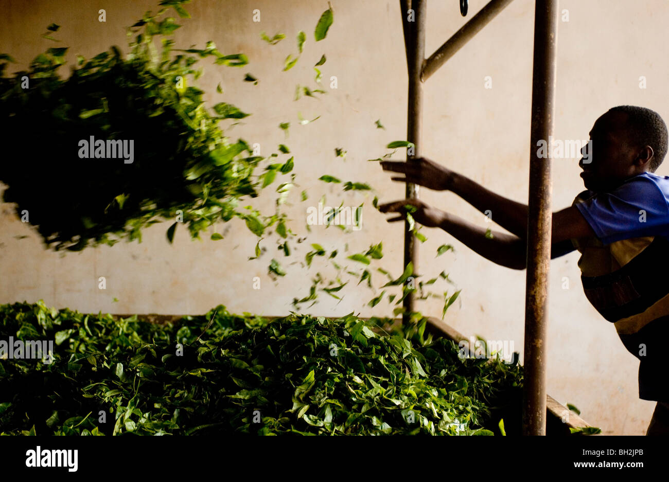 Fairtrade tea farmers in Uganda Stock Photo - Alamy