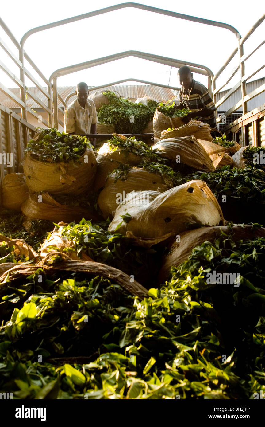 Fairtrade tea farmers in Uganda Stock Photo - Alamy