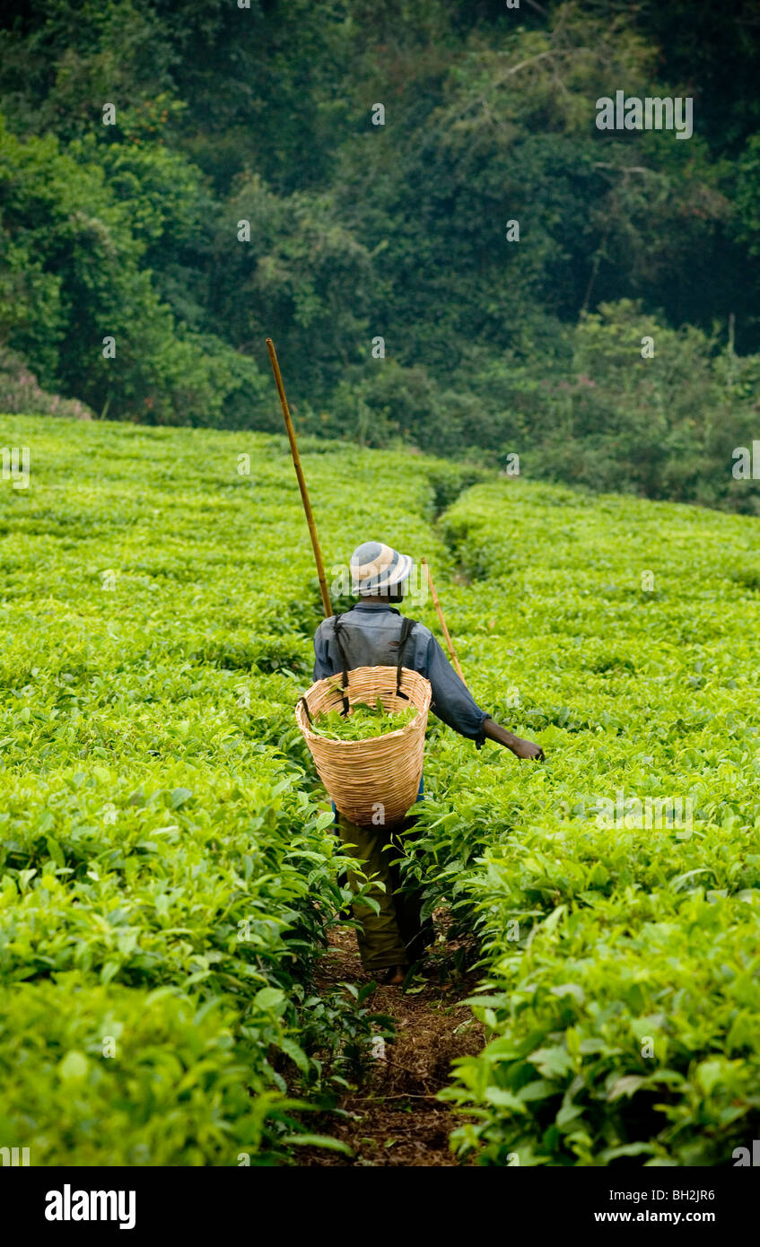 Fairtrade tea farmers in Uganda Stock Photo - Alamy