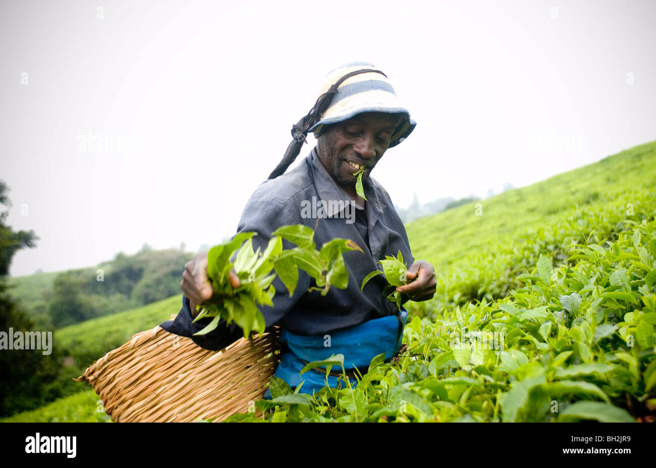 Fairtrade tea farmers in Uganda Stock Photo - Alamy