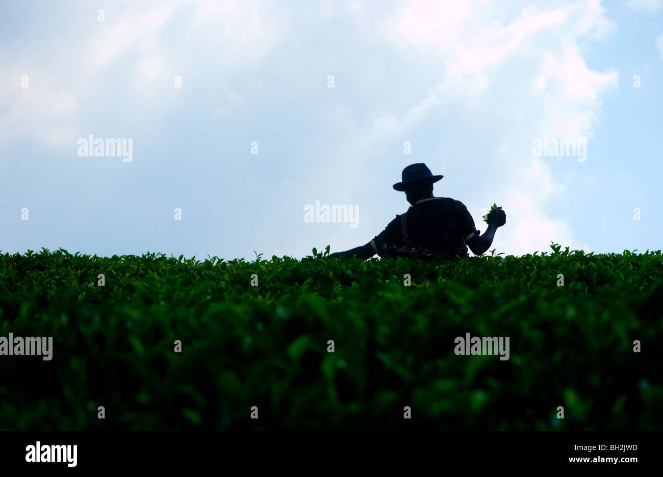 Fairtrade tea farmers in Uganda Stock Photo - Alamy