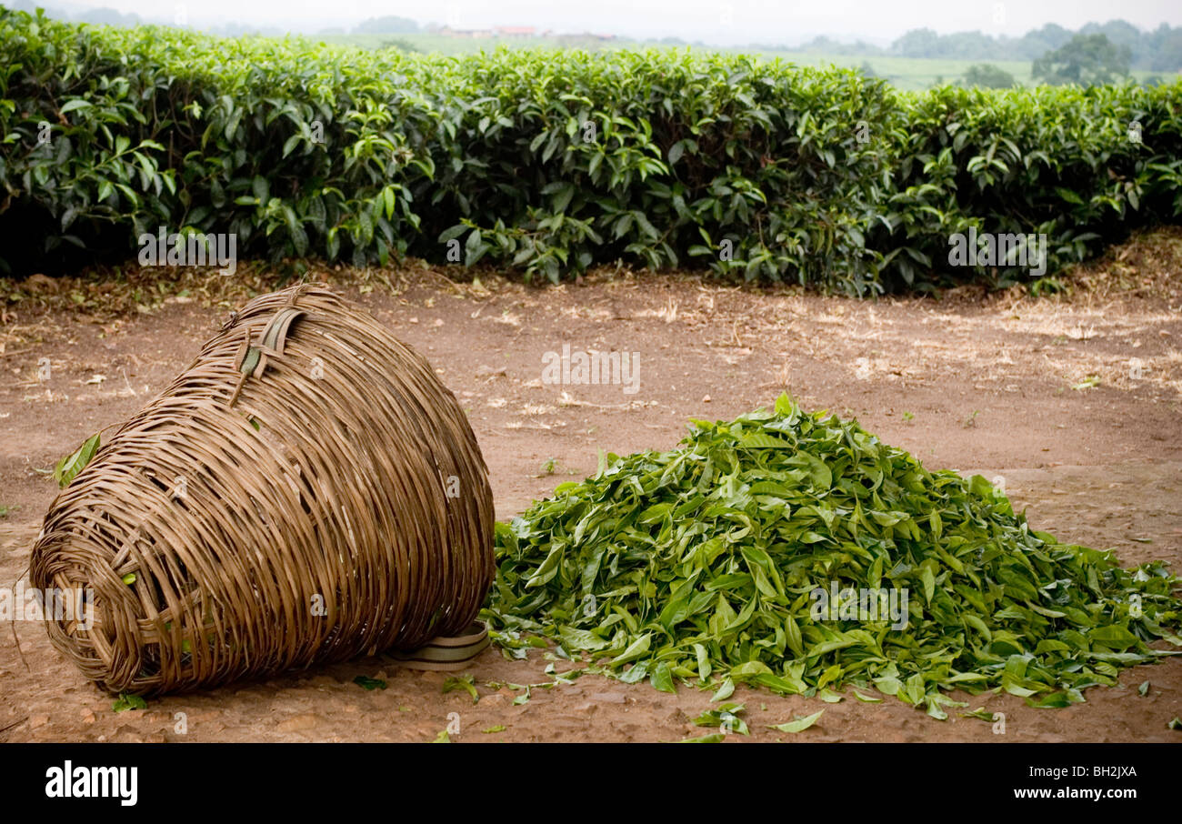 Fairtrade tea farmers in Uganda Stock Photo - Alamy