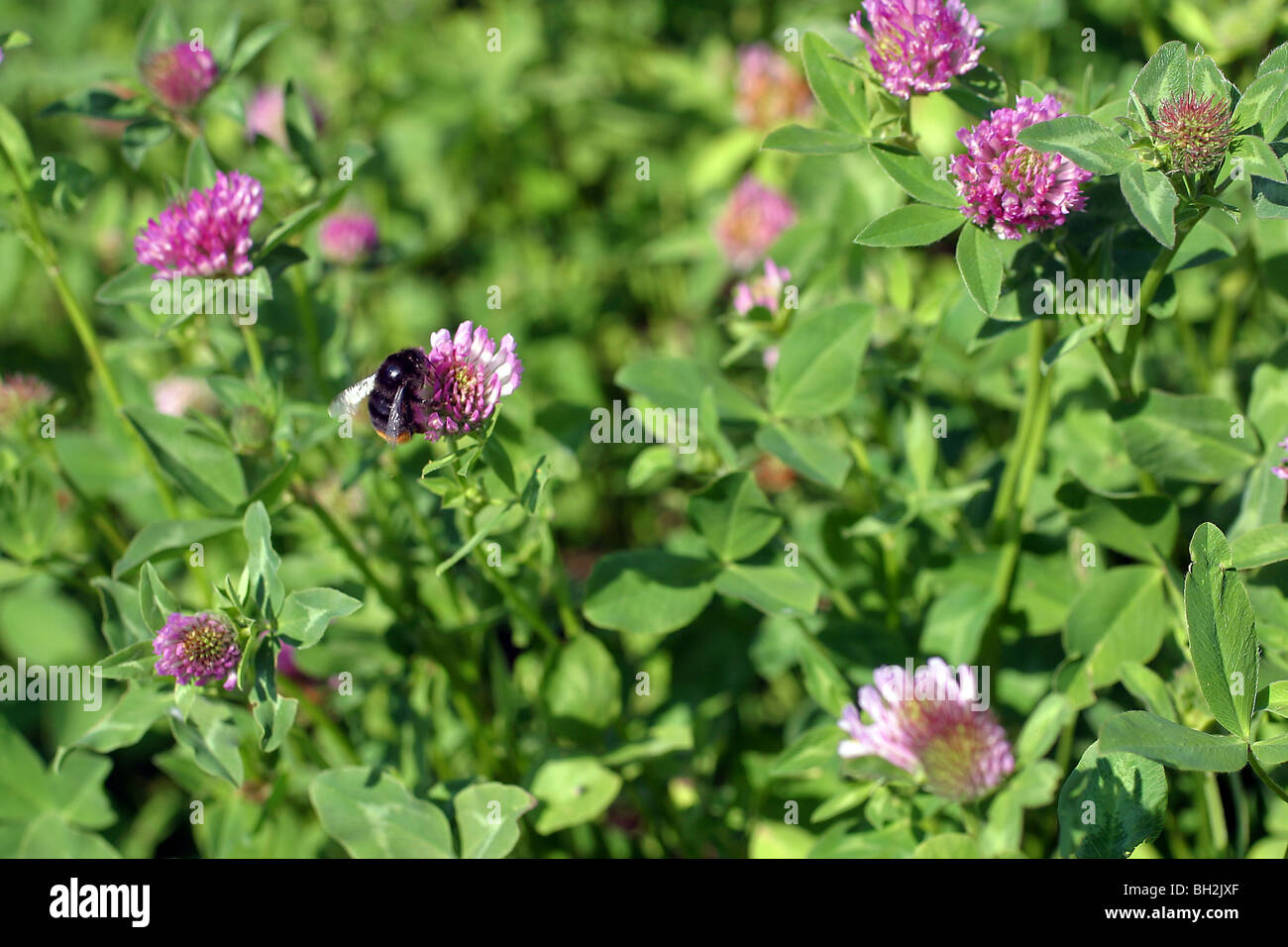 POLLINATION OF A FIELD OF FLOWERING CLOVER, ORNE (61 Stock Photo - Alamy