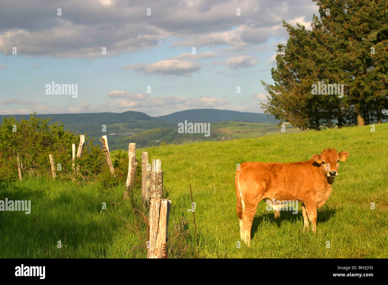 Aubrac aubrac calf in summer pasture hi-res stock photography and ...