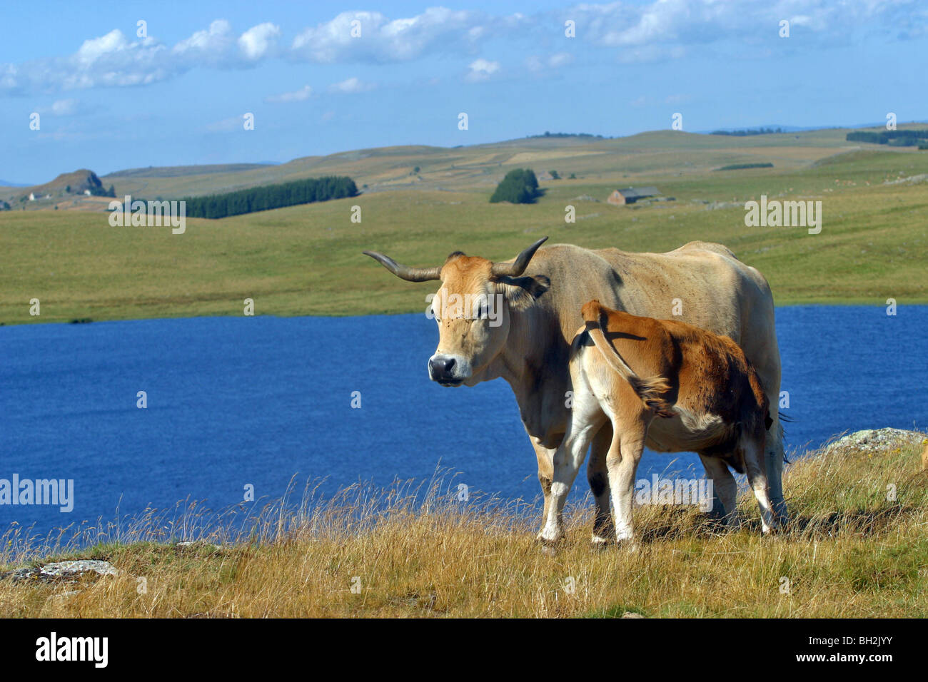 Aubrac aubrac calf in summer pasture hi-res stock photography and ...