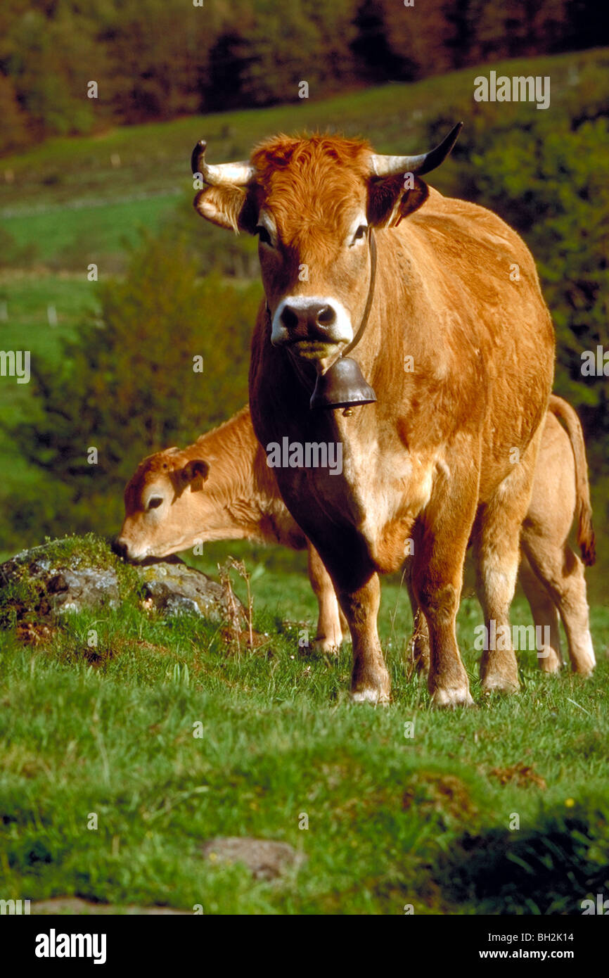 AUBRAC COW AND ITS CALF IN SUMMER PASTURE, AVEYRON (12 Stock Photo - Alamy