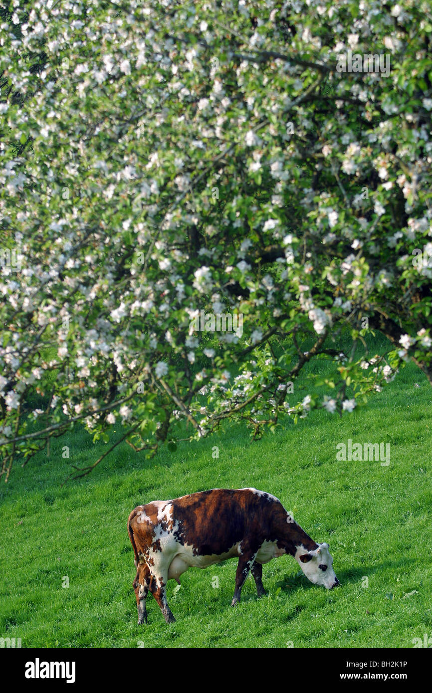 NORMANDY COW UNDER A FLOWERING APPLE TREE, CALVADOS (14 Stock Photo - Alamy