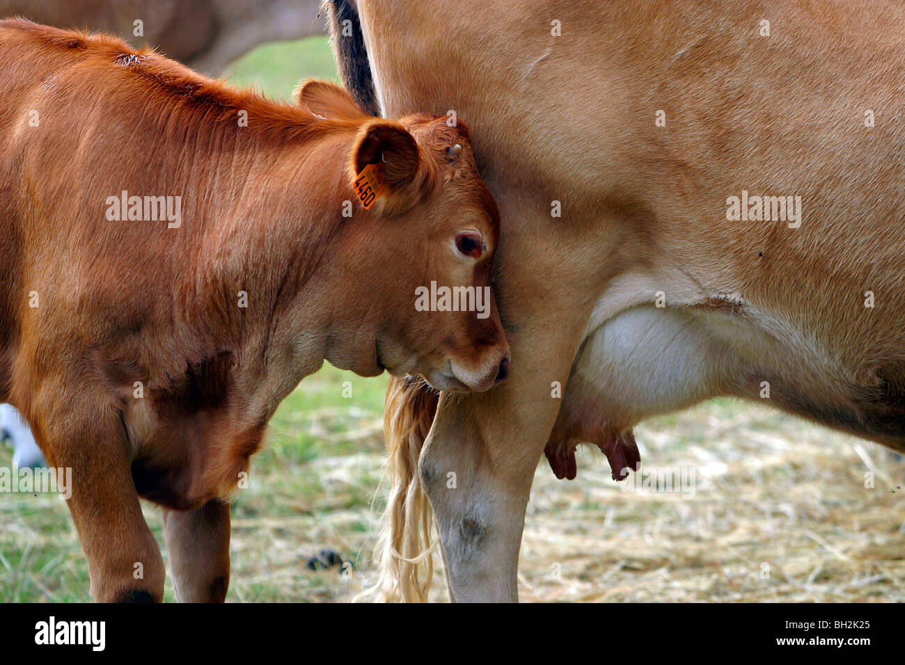 ARMORICAINE CALF AT THE ECO-MUSEUM IN RENNES, COTES D'ARMOR (22 Stock ...