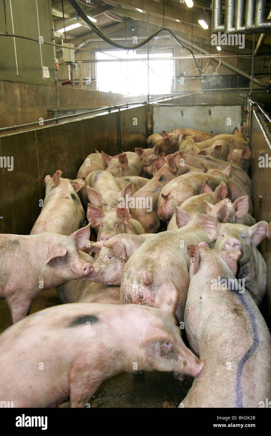 Abattoir hi-res stock photography and images - Alamy