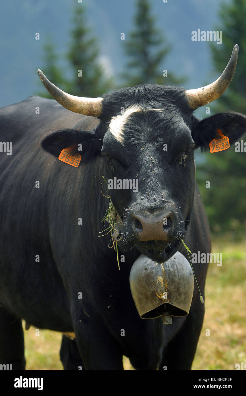 Herens Cow Stock Photos & Herens Cow Stock Images - Alamy