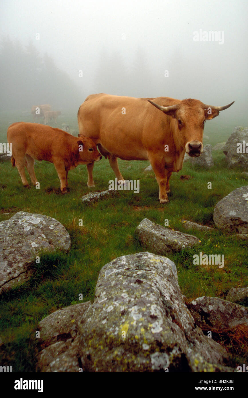 AUBRAC COW AND ITS CALF IN SUMMER PASTURE IN THE MIST, AVEYRON (12 ...