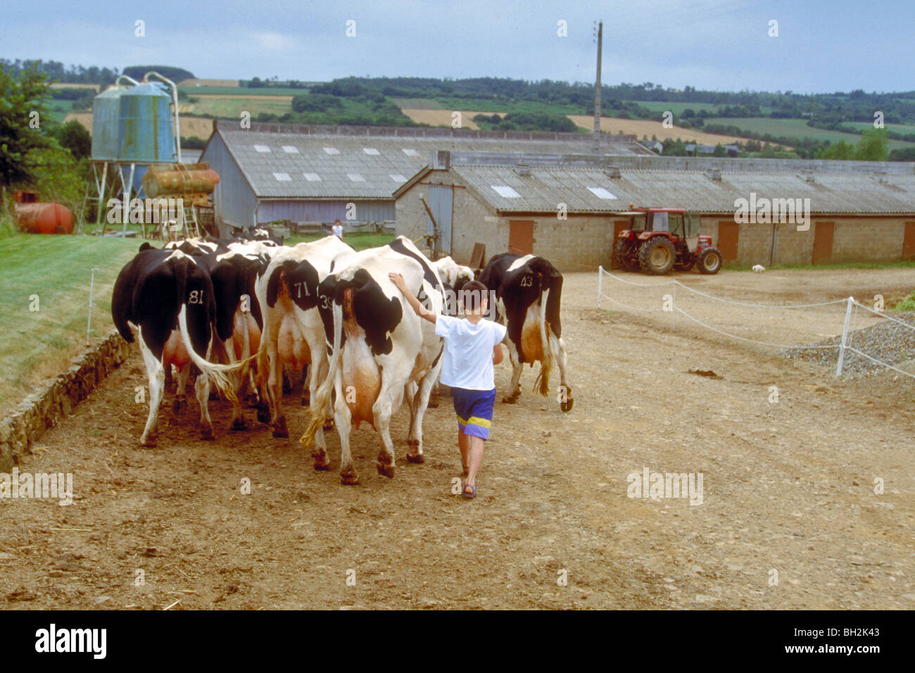 HERD OF HOLSTEIN COWS BEING LED BY CHILDREN TO MILKING Stock Photo - Alamy