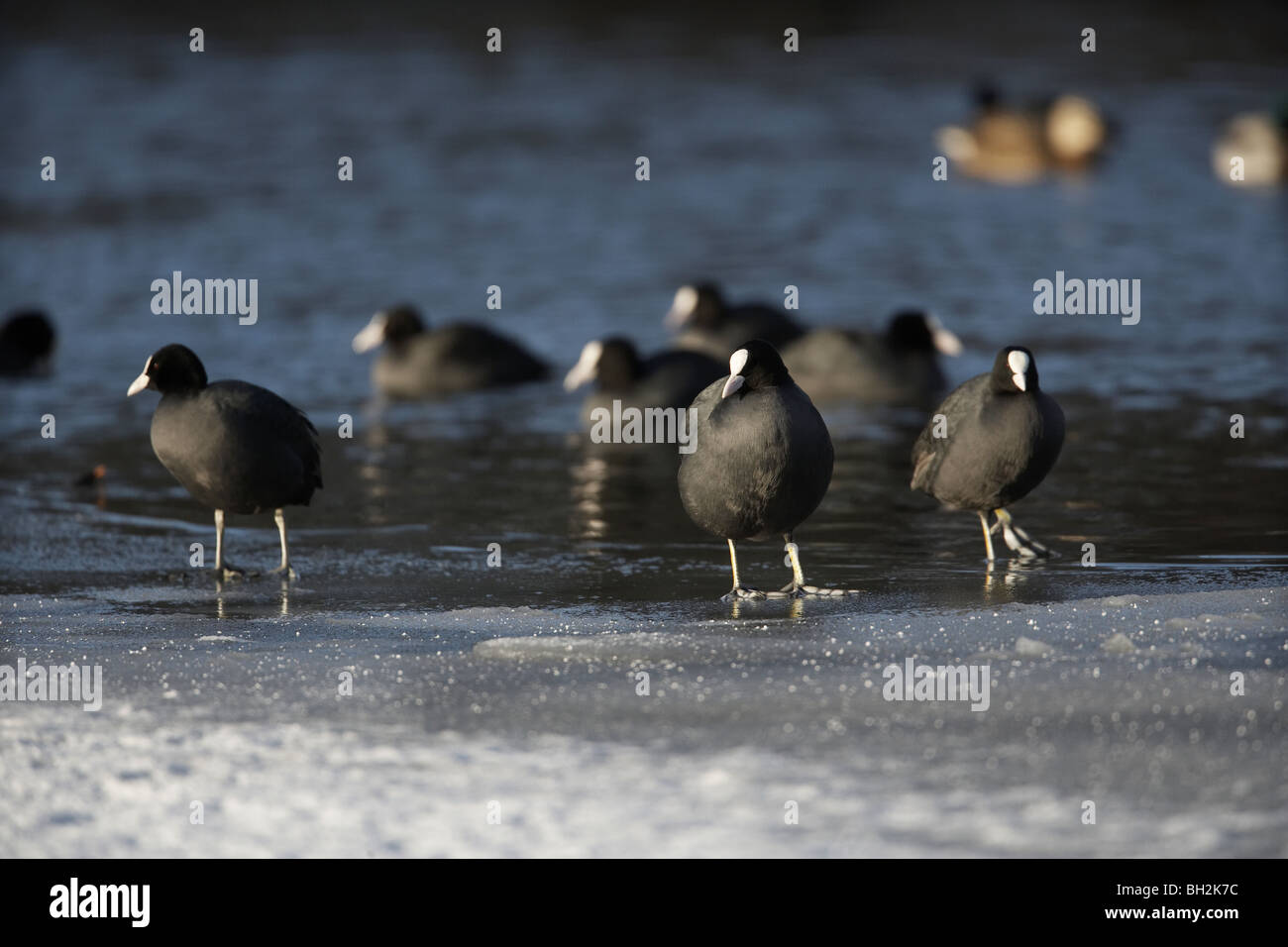 Lobed feet hi-res stock photography and images - Alamy
