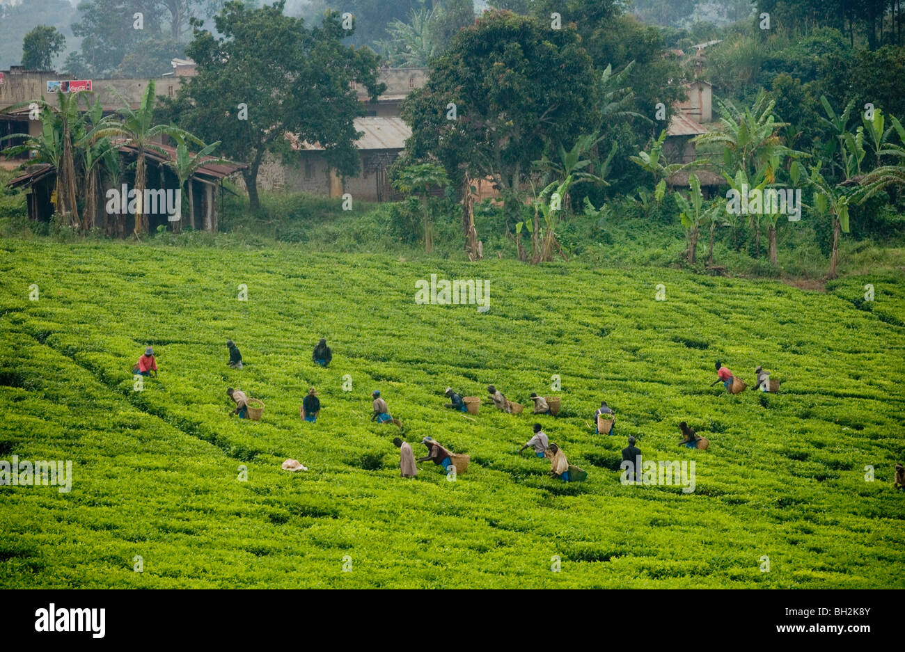 Fairtrade tea farmers in Uganda Stock Photo - Alamy