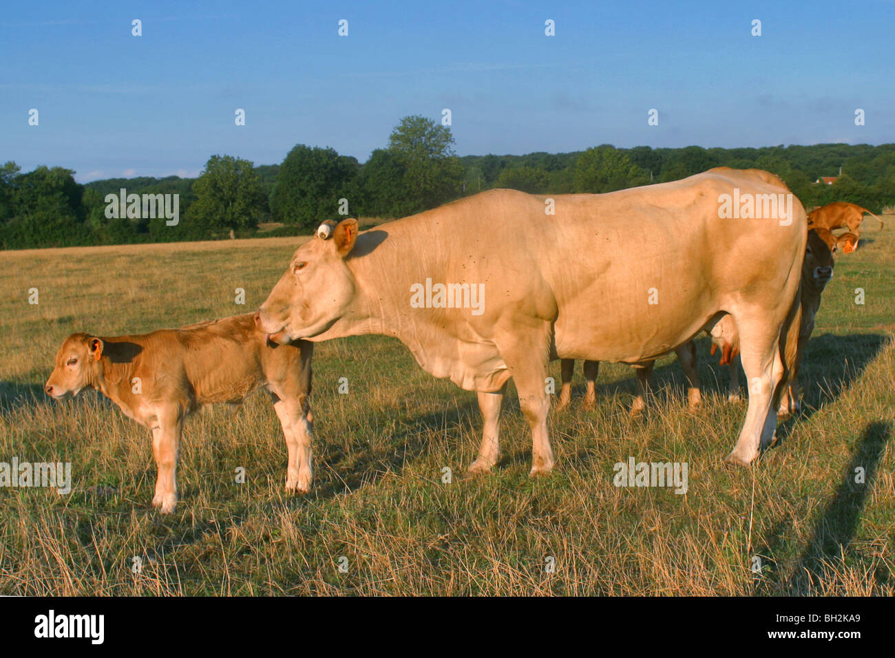 COW AND CALF ON A PRAIRIE IN SUMMER, ORNE (61 Stock Photo - Alamy