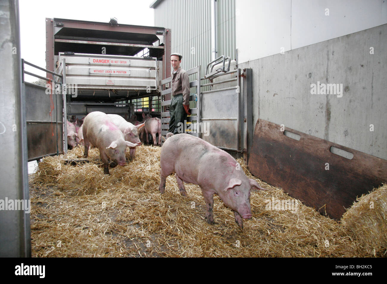 Livestock Lorry unloading pigs into an abattoir Stock Photo - Alamy