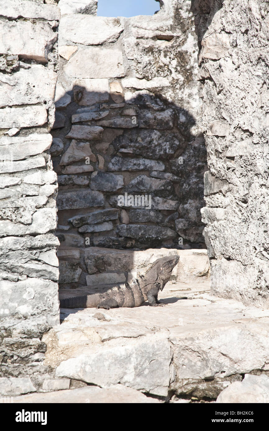 The Maya-Toltec ruins of Tulum on the Yucatan peninsula in Mexico Stock ...