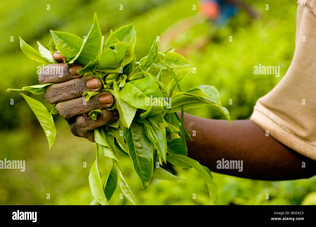 Fairtrade tea farmers in Uganda Stock Photo - Alamy