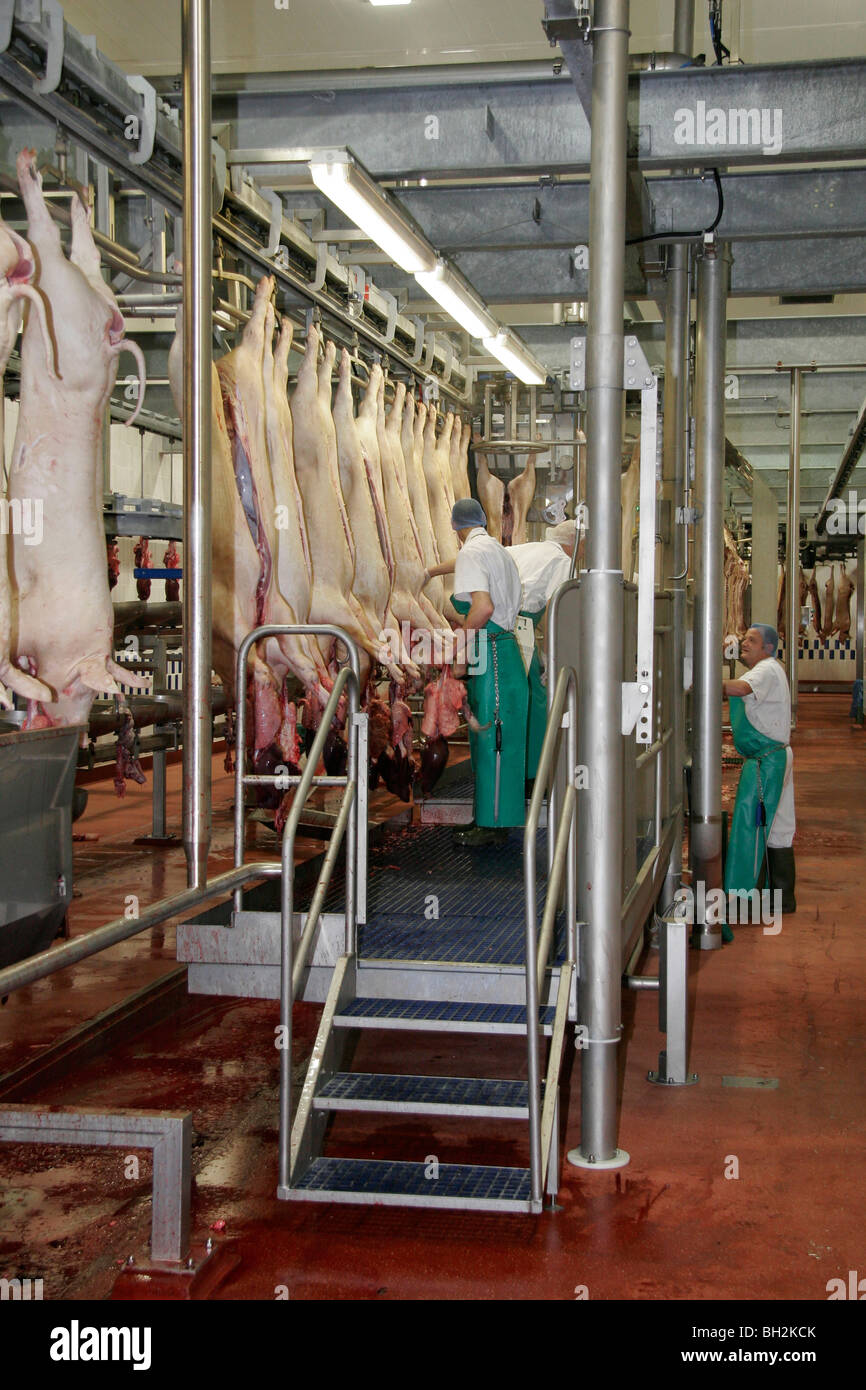 Pigs being processed through slaughterhouse hi-res stock photography ...